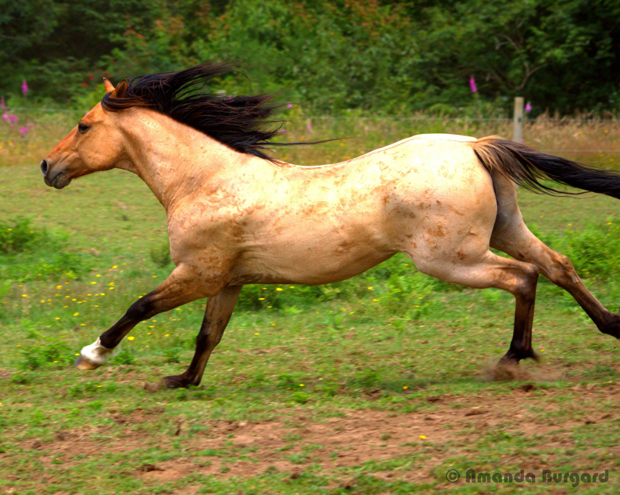Does anyone know what causes these white patches? | The Horse Forum
