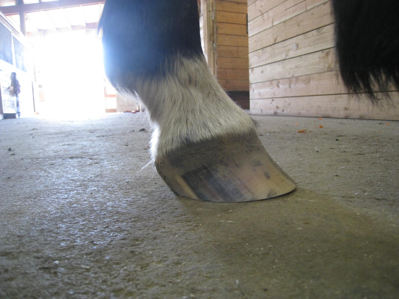 What is the point of top-dressing flares? | The Horse Forum